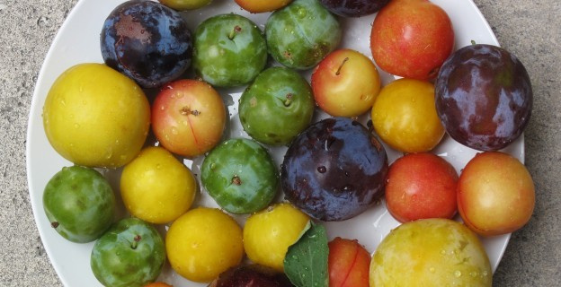 10 choses à savoir sur les prunes - 9 photos - 750g.com