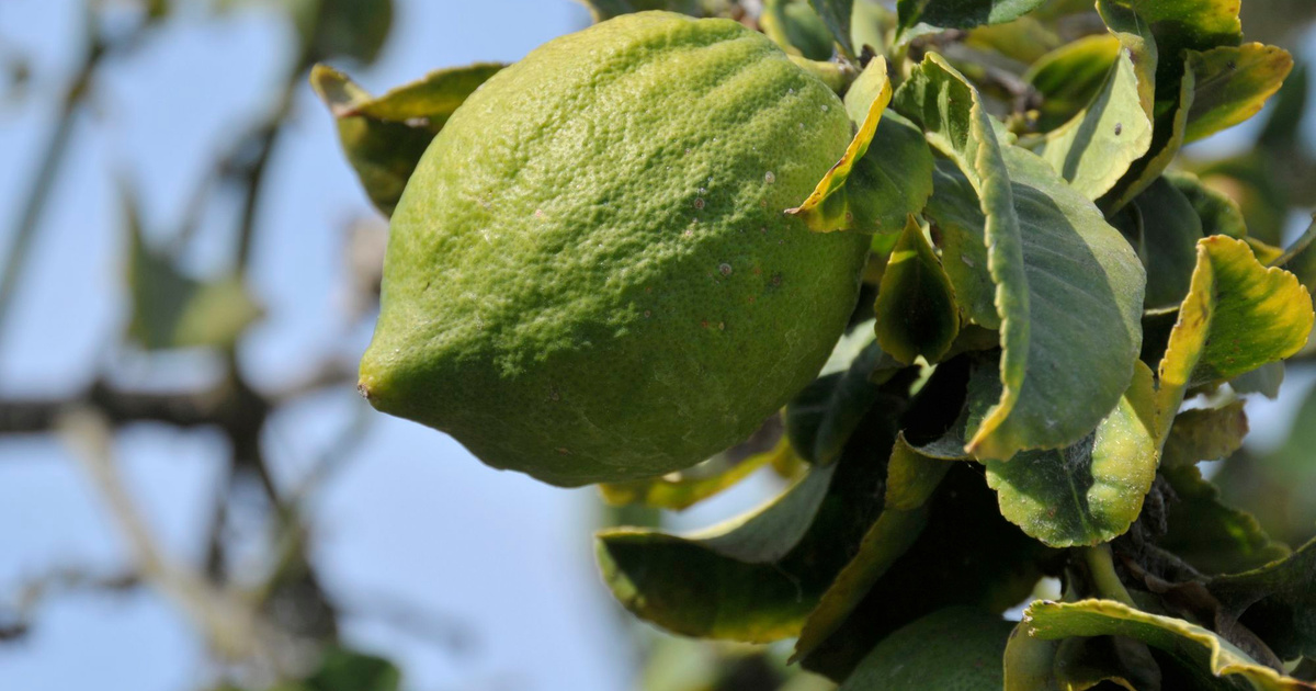 Cedrat (ingrédient) - Tout savoir sur le cedrat | 750g