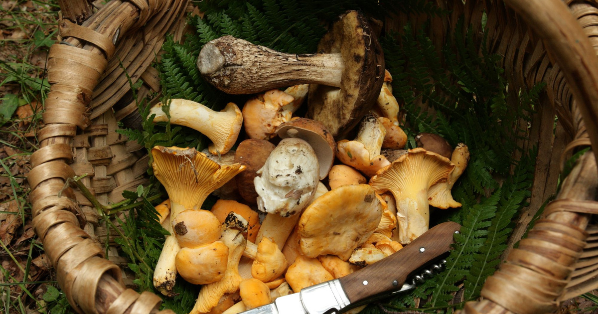 Champignons et intoxications : une virologiste dévoile les règles à ...