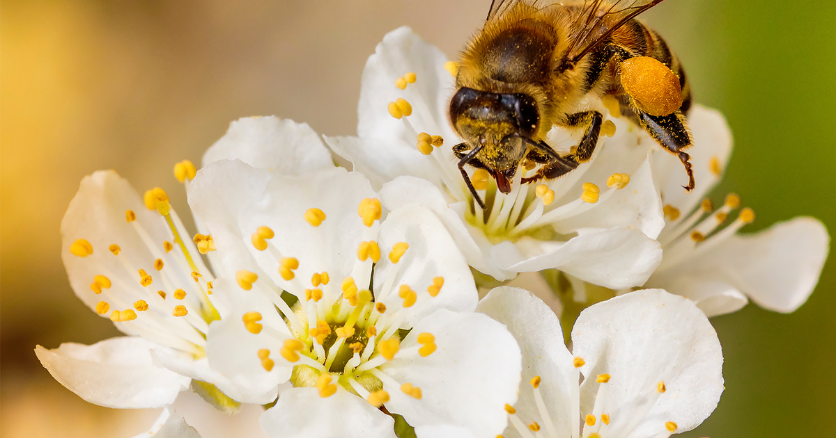 Pourquoi vous allez adorer le pollen alimentaire - 4 photos - 750g.com