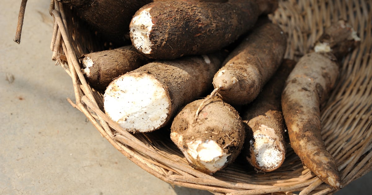 Manioc (ingrédient) - Tout savoir sur le manioc | 750g