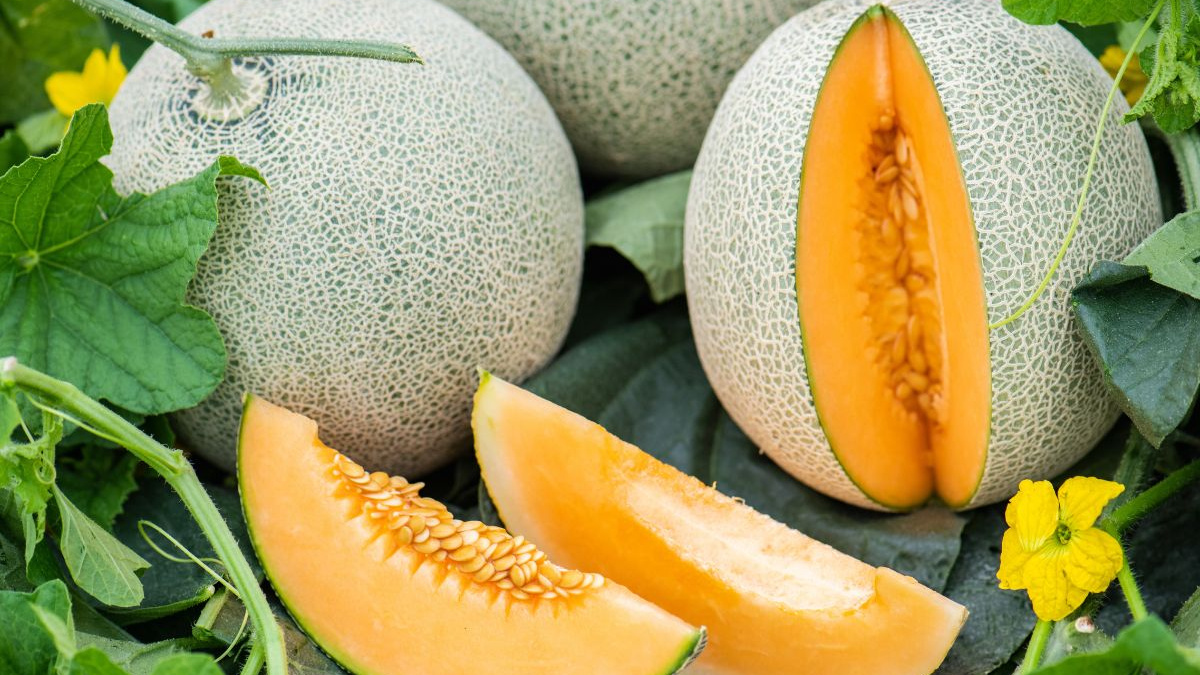 Melon entamé : combien de temps peut-on le conserver au frigo sans ...