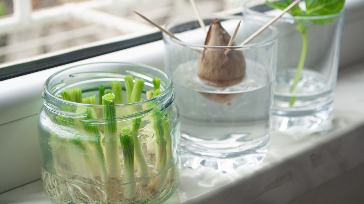 Comment faire repousser des légumes avec des restes ? - 750g.com