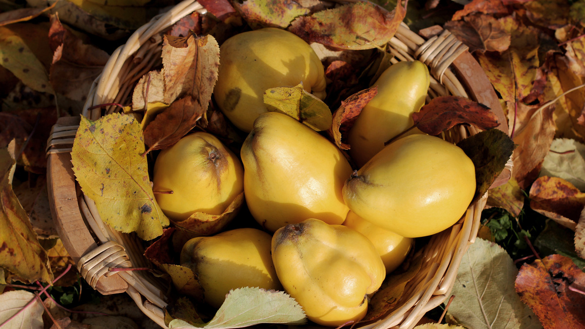 Coings trop durs ? L’astuce simple pour les peler et les couper sans se ...