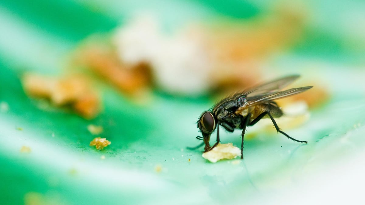 Un aliment a été touché par une mouche ? Voici pourquoi il vaut mieux ...