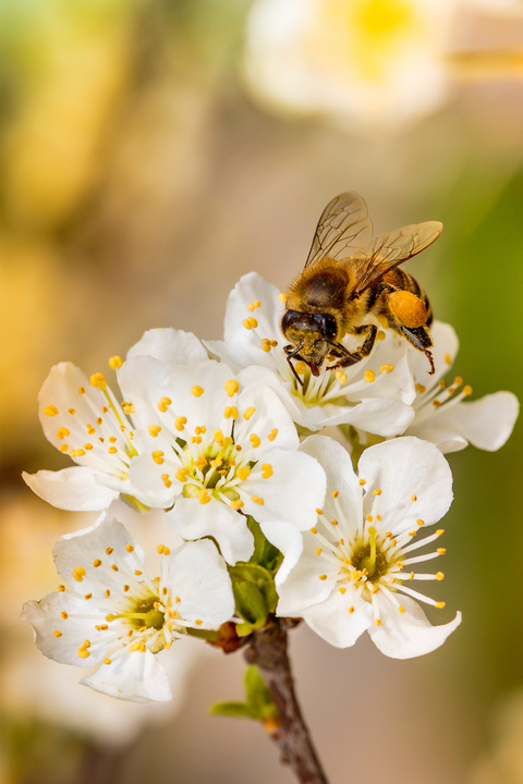 Pourquoi vous allez adorer le pollen alimentaire - 4 photos