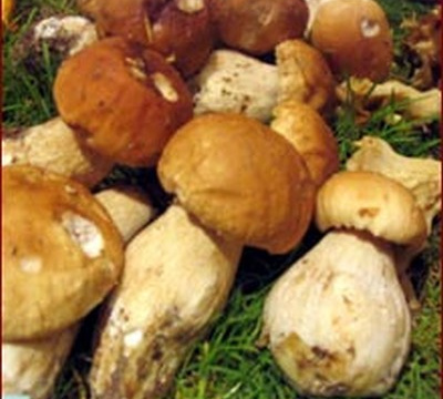 Recette Beignets de cèpes - 750g.com