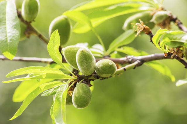 8 choses à savoir sur les amandes - 7 photos