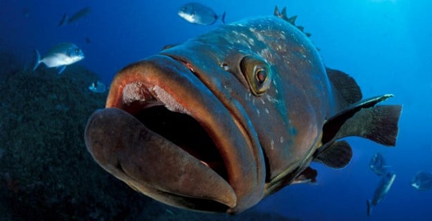 Diaporama "Top 10 des poissons pas très jolis" - Le mérou